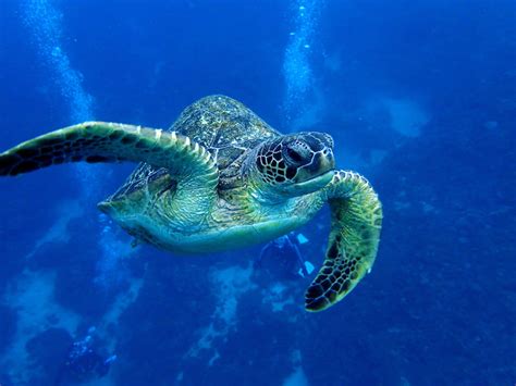 海中を泳ぐウミガメの写真素材 ぱくたそ