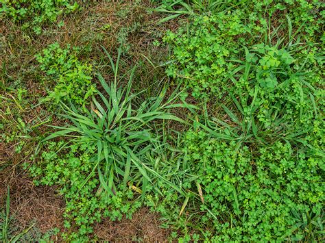 What To Know About Crabgrass Crabgrass In Georgia Our Blog