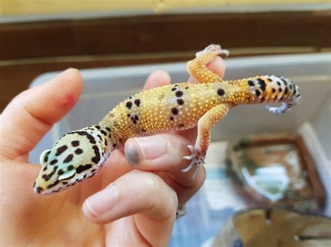 레오파드게코 키우기 쉬워~분양정보두요 네이버 블로그