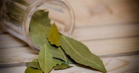 Pon La Hoja De Laurel En El Refrigerador ¡mi Abuela Siempre Lo Hacía