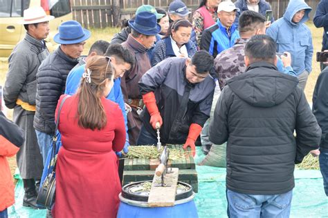 Малын тэжээлийн хангамж ашиг шимийг нэмэгдүүлэх дарш бэлтгэх аргыг танилцуулав Монголын
