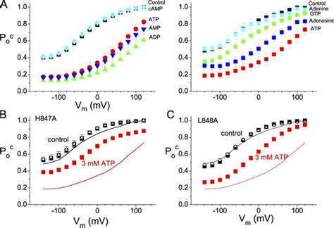 Effects Of Intracellular Nucleotides On The Common Gate Poc V Curve Of