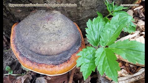 Нормализация пищеварения лекарственными грибами Часть 4 Народная ...