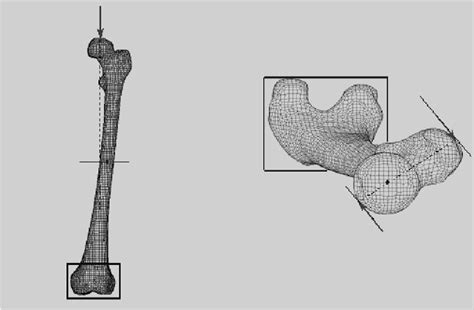 Figure 2 From Finite Element Modeling Of Bones From Ct Data