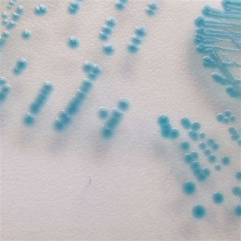 Chromagar™ Ecc Chromagar