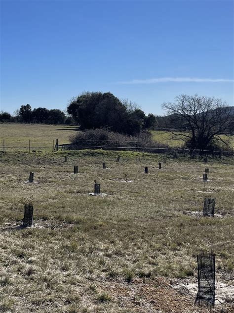 The Different Type Of Truffle Trees Les Caveurs