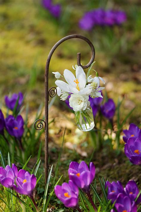 Miniblumenstrauss Mit Krokusse Crocus Bild Kaufen 13660599