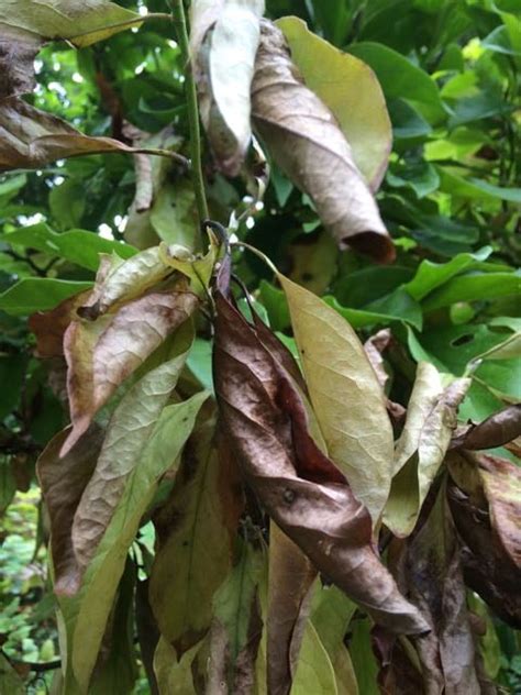 Magnolia Disease — Bbc Gardeners World Magazine