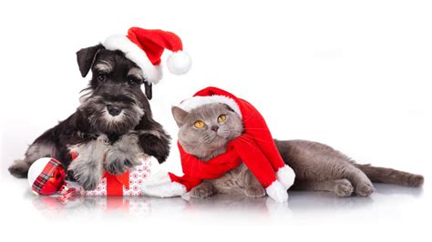 How Many Raisins Are Toxic To Dogs