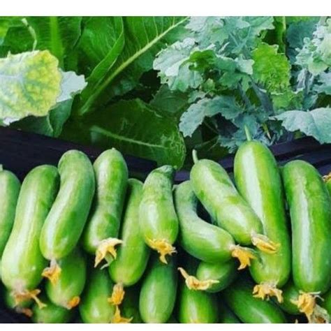 Jual 1kg Timun Acar Timun Lalap Timun Regular Timun Muda Timun