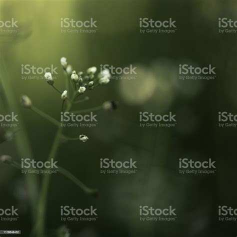 야생 꽃 아침에 초원 필드에 Capsella 부르사 Pastoris를 Clouse 여 흐린 배경 매크로입니다 소프트 포커스입니다