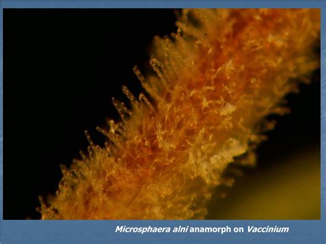 Ppt Phylum Ascomycota Orders Erysiphales And Laboulbeniales Powerpoint
