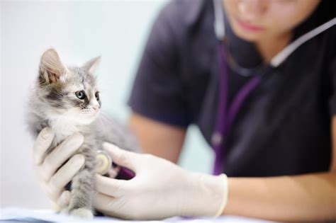 Paul Heasman On Linkedin Free Webinar Alert A Discussion On Feline