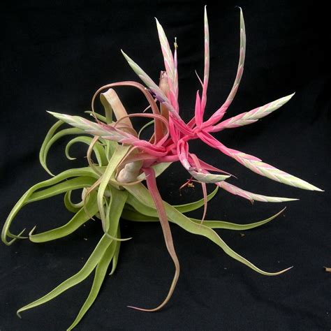 Tillandsia streptophylla – Collectors Online