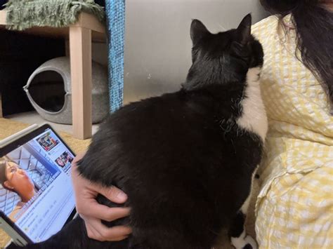 남촌이 On Twitter 헉……… 듣지마 넌 언제나 나의 아기 고양이야…