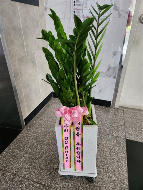 가윤플라워대구달성군 옥포 원이비인후과의원 병원개원화분 당일꽃배달 네이버 블로그