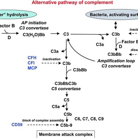 The Alternative Pathway Of Complement The Alternative Pathway Is
