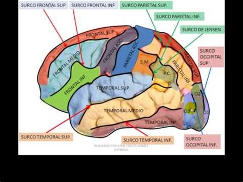 configuración externa del cerebro YouTube