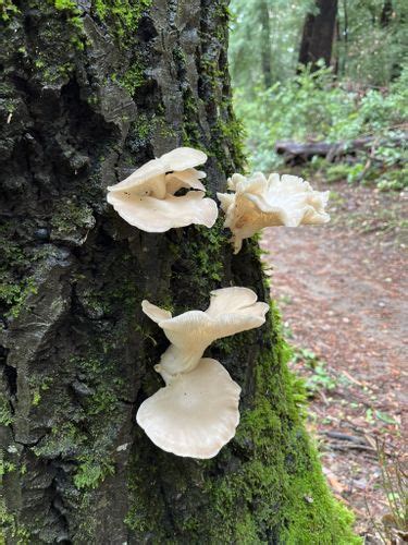 2023 Best Forest Trails In Bear Creek Redwoods Open Space Preserve