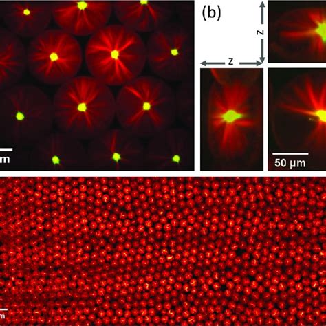Schematic Of Confined Active Self Organising Motormicrotubule System Download Scientific
