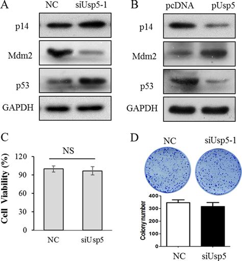 Inactivated P14 Arf P53 Signaling Was Involved In Usp5 Promoted