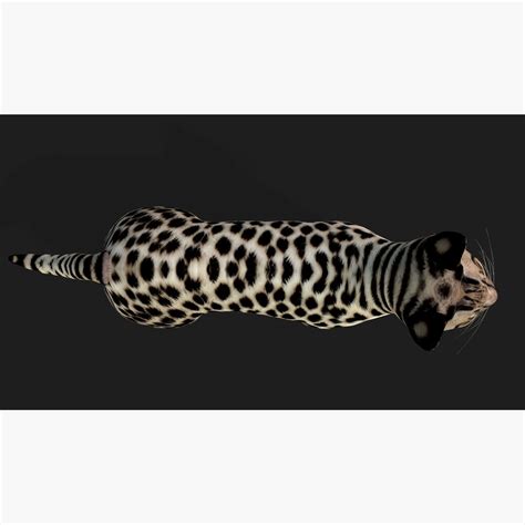 Leopard Cat A2 3d 모델 다운로드 포유류 On