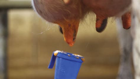 Video Key Steps To Achieve Best Practice Drying Off Protocol Farmers Weekly
