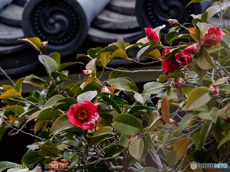 By Sdd Id Photohito