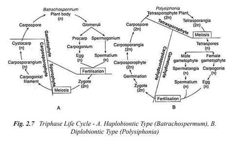 Structure And Reproduction Algae Botany Optional For Upsc Pdf Download