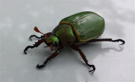 Navigating The Bug Fix Journey A User Friendly Guide To Software