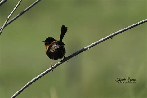 Red Backed Fairy Wren 5 Kirstie Young Nature Photography