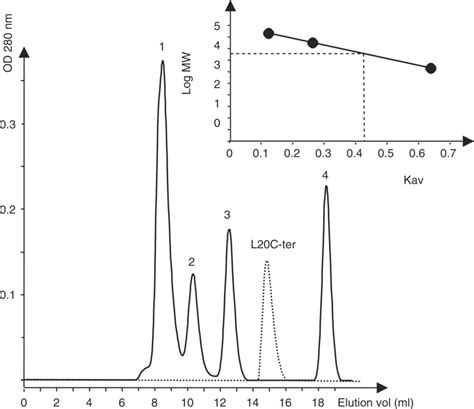 Oligomerization State Of L20c Ter Gel Filtration Analysis The Elution Download Scientific