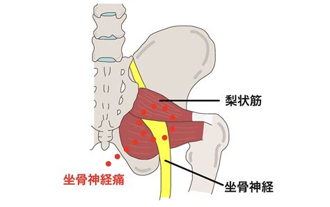 即効治したい！梨状筋をほぐすストレッチポーズ｜坐骨神経痛、梨状筋症候群の対策に 健康 ×スポーツ『melos』