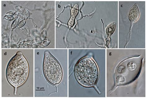 Phytophthora Kernoviae Idphy