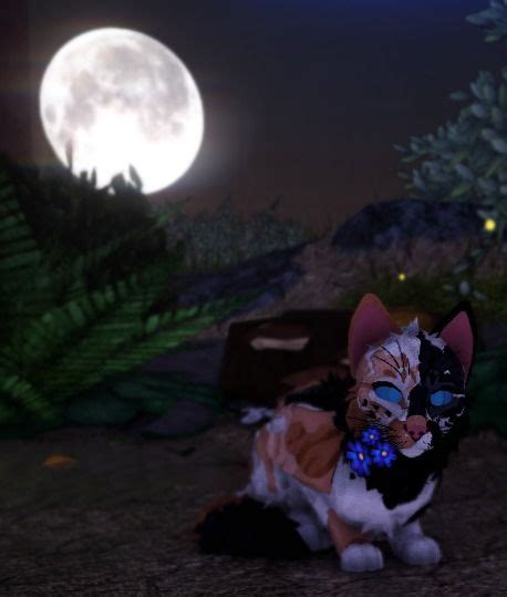 Pin By Roxy Taveras On Wcue Fluffy