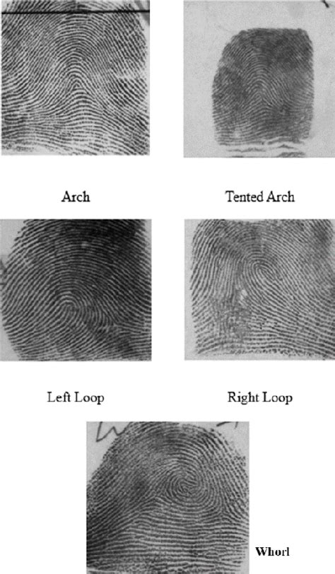 Figure 1 From Fingerprint Pattern Classification By Using Various Pre Trained Deep Neural