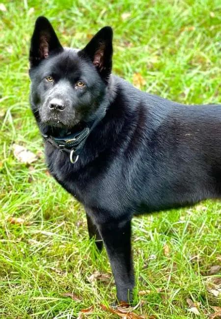 Chow Chow Lab Mix Characteristics Temperament And Lifespan
