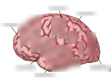 Fissure Diagram Quizlet