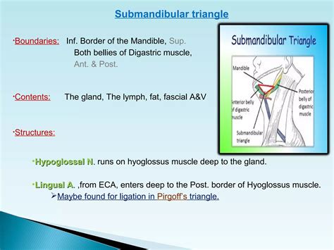 Triangles Of The Neck Ppt