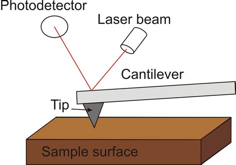 Atomic Force Microscopy The Application Of Vsi Vertical By Openstax Page 6 8 Jobilize
