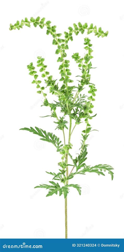 Ragweed Plant In Allergy Season Isolated On White Background Ambrosia