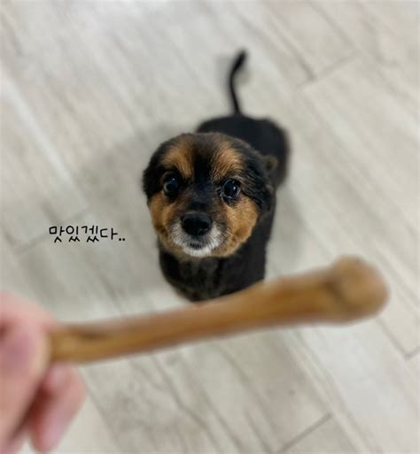 강아지 오래먹는 간식 뼈간식 프라임 카우스틱 추천 내돈내산 네이버 블로그