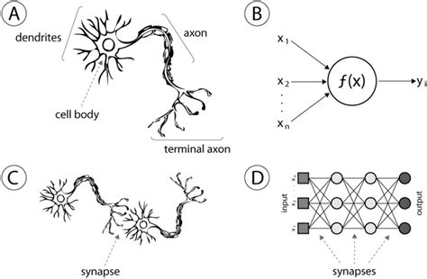 A Diagram Of The Human Nerve Cell Neuron B Artificial Neuron