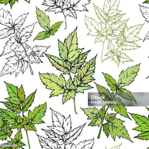 Pola Botani Yang Mulus Dengan Cabang Dan Daun Ilustrasi Stok Unduh