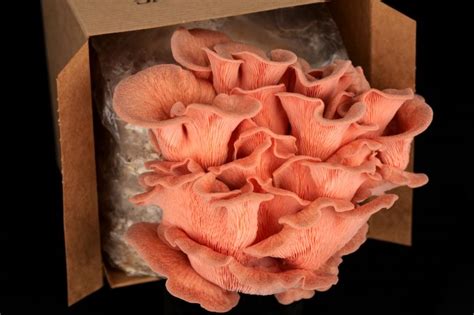 Pleurotus Djamor Pink Oyster Mushroom 10cc Liquid Culture