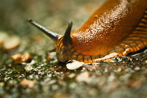 Invasive Slugs And Snails Identify And Control Invasive Species Tips