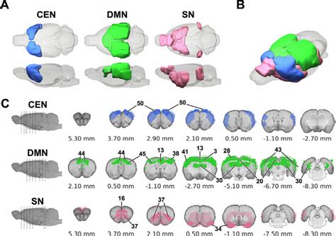 Distribution Of Hub Structures Among Three Intrinsic Functional Download Scientific Diagram