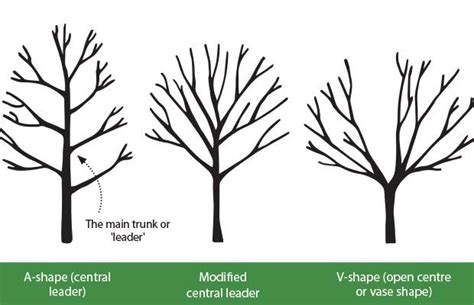 The Ultimate Guide To Pruning Your Fruit Trees Correctly