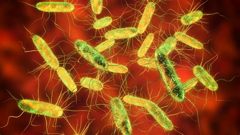 Preventing Foodborne Illness Outbreaks Hsse World