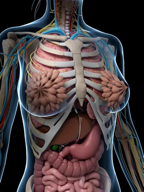 Female Anatomy Photograph By Sebastian Kaulitzki Pixels